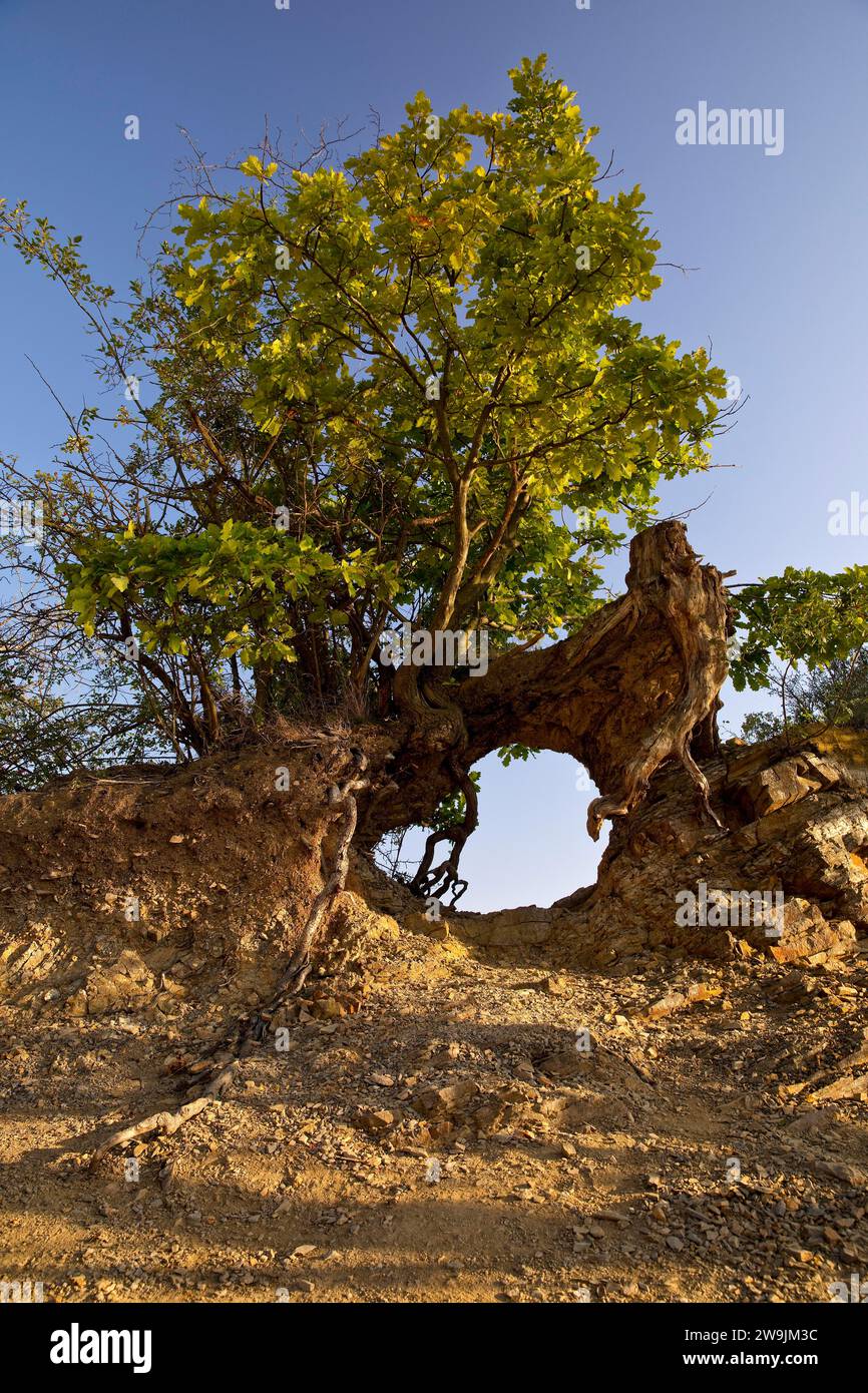 Tree root with a view, Berich village site, Edertal, Edersee, Waldeck ...