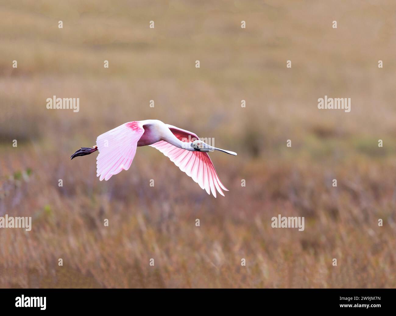 Roseate Spoonbill Adult Flight Wings Down Stock Photo - Alamy