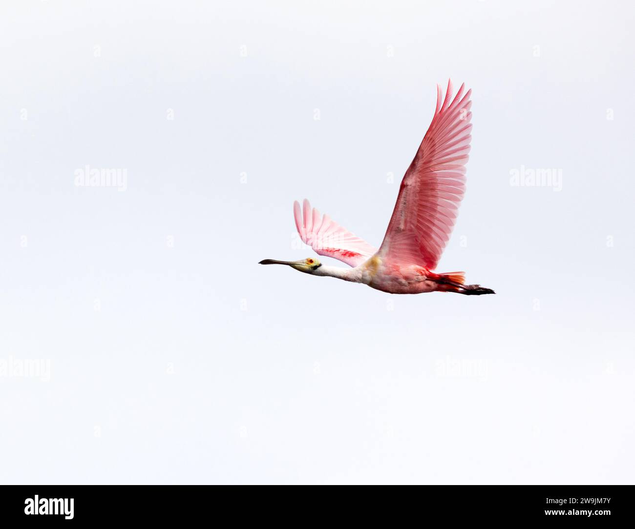 Roseate Spoonbill Adult in Flight Stock Photo - Alamy