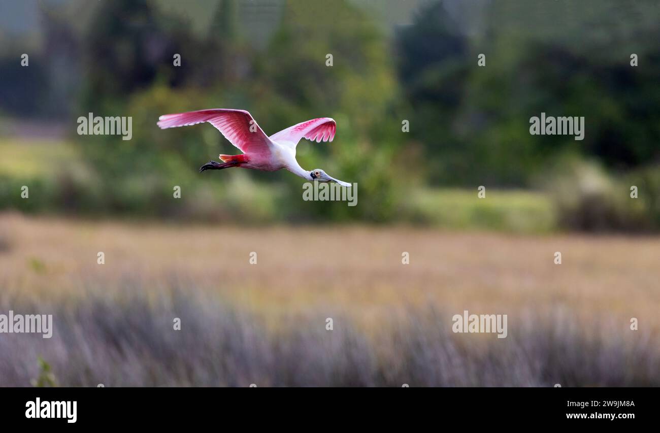 Roseate Spoonbill Adult in Flight Stock Photo - Alamy