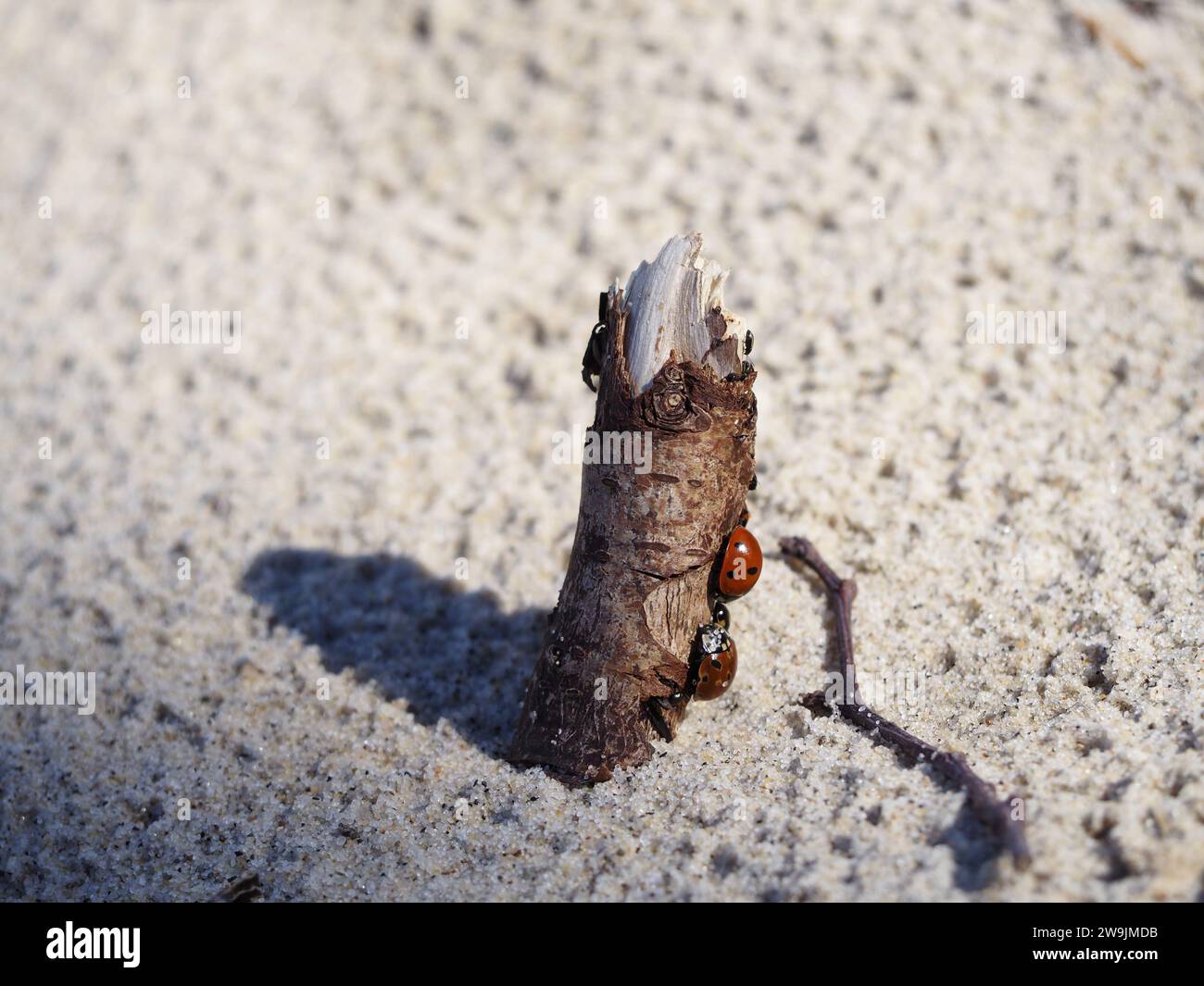 Two ladybirds (Coccinella septempunctata) on a sandy beach Stock Photo ...