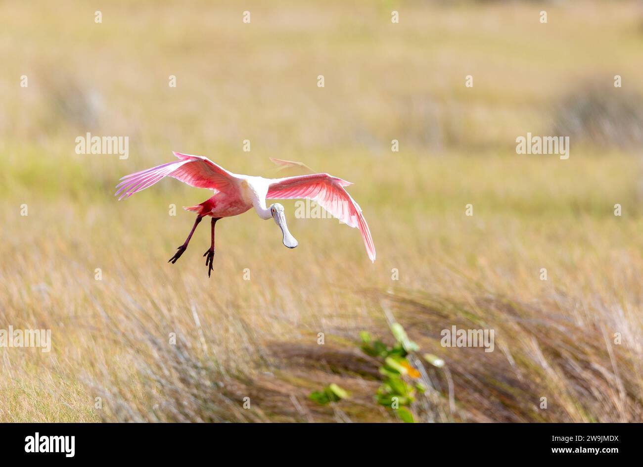 Roseate spoonbill adult landing hi-res stock photography and images - Alamy