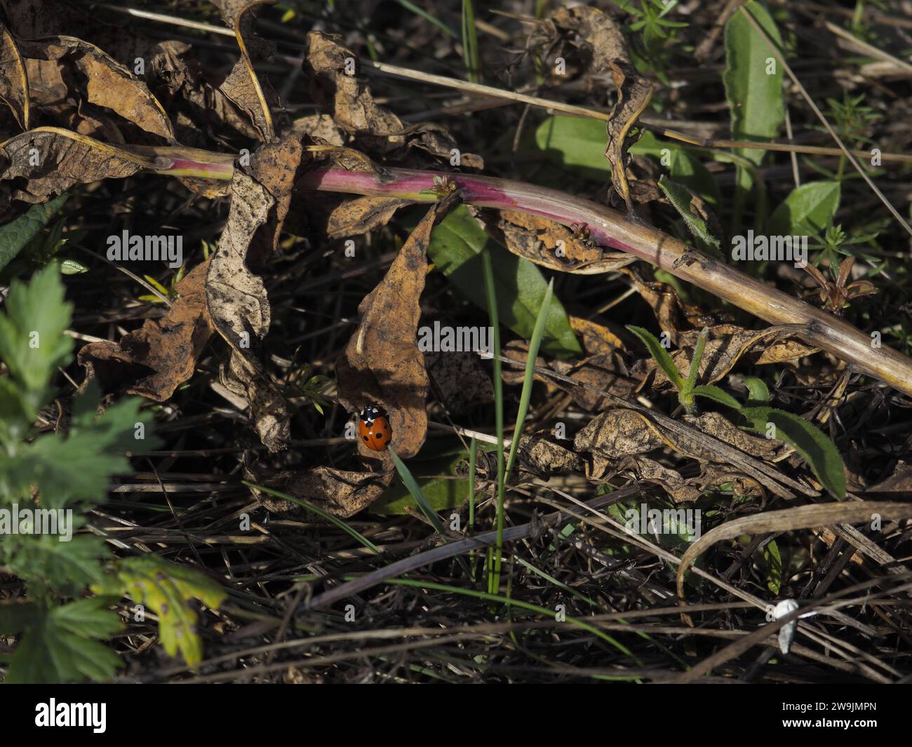 Ladybird in the wild Stock Photo - Alamy