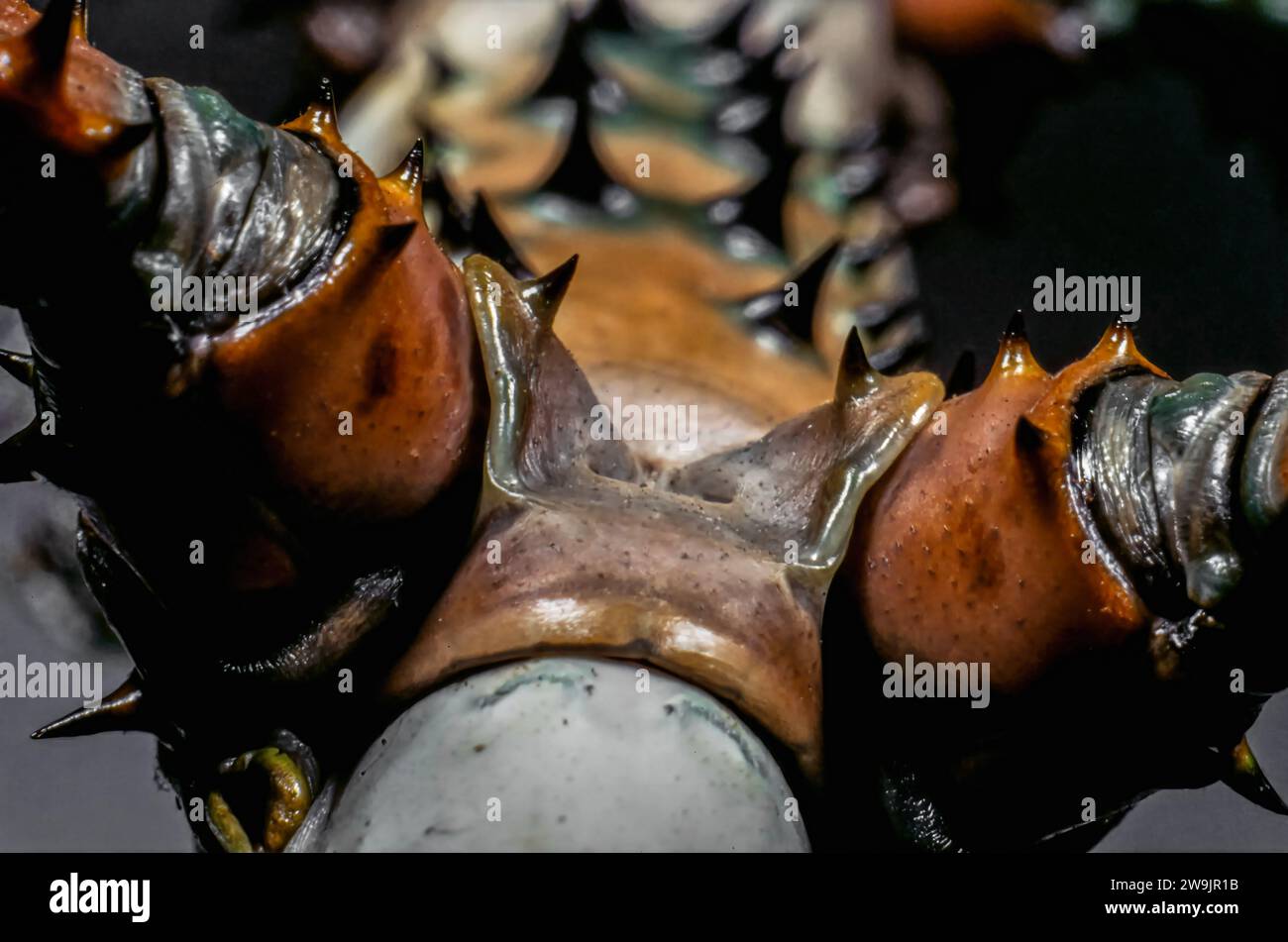 View under the Rear Legs of a Female Goliath Stick Insect (Eurycnema ...