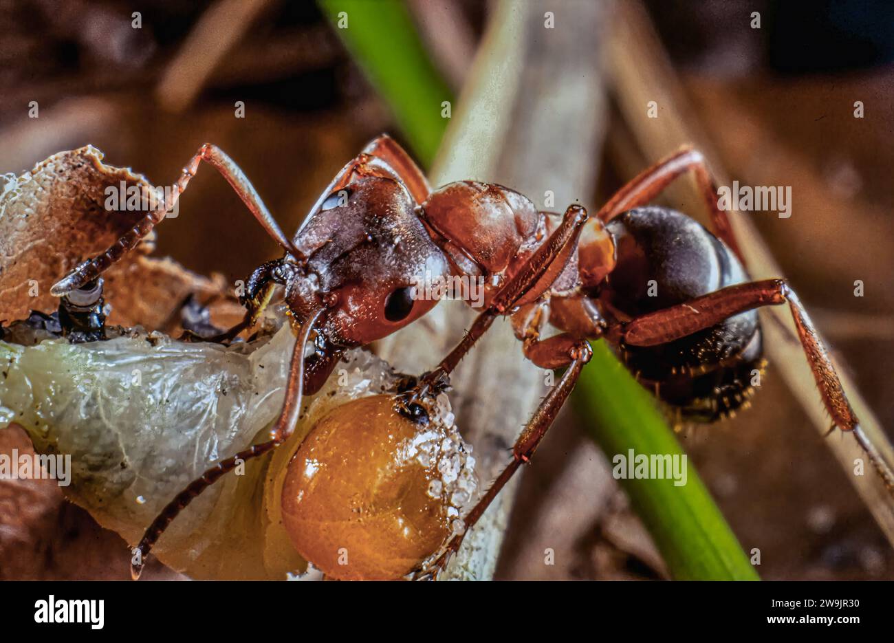 Horse ant hi-res stock photography and images - Alamy