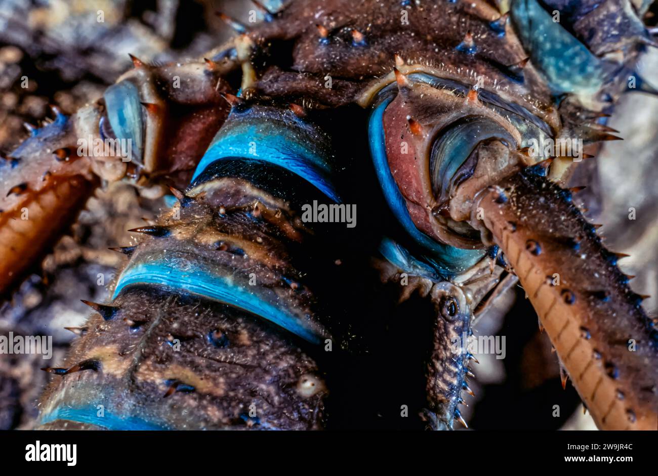 Abdomen Underside of a Thorny Devil Stick Insect (Eurycantha Stock ...