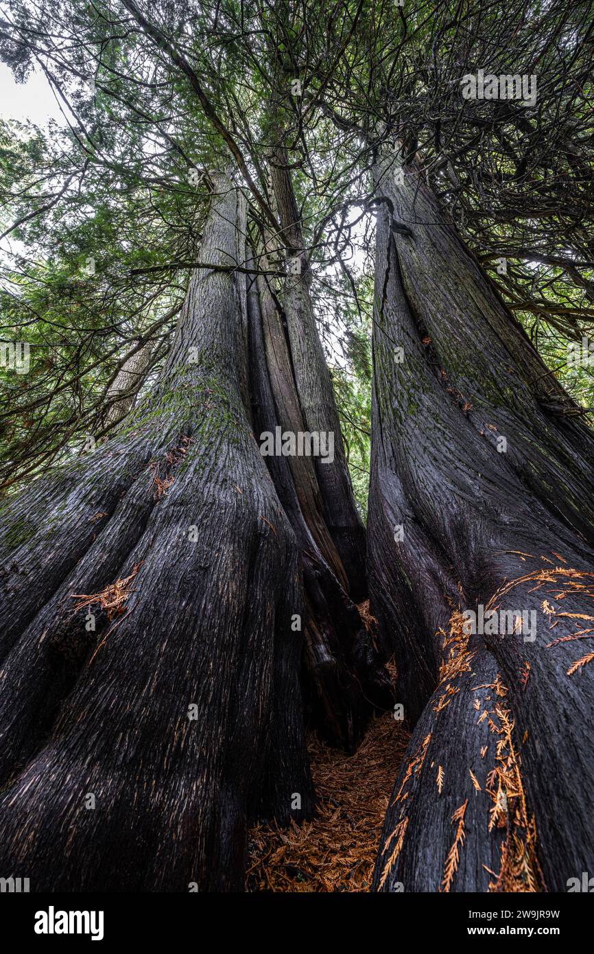 Cedar groove hi-res stock photography and images - Alamy