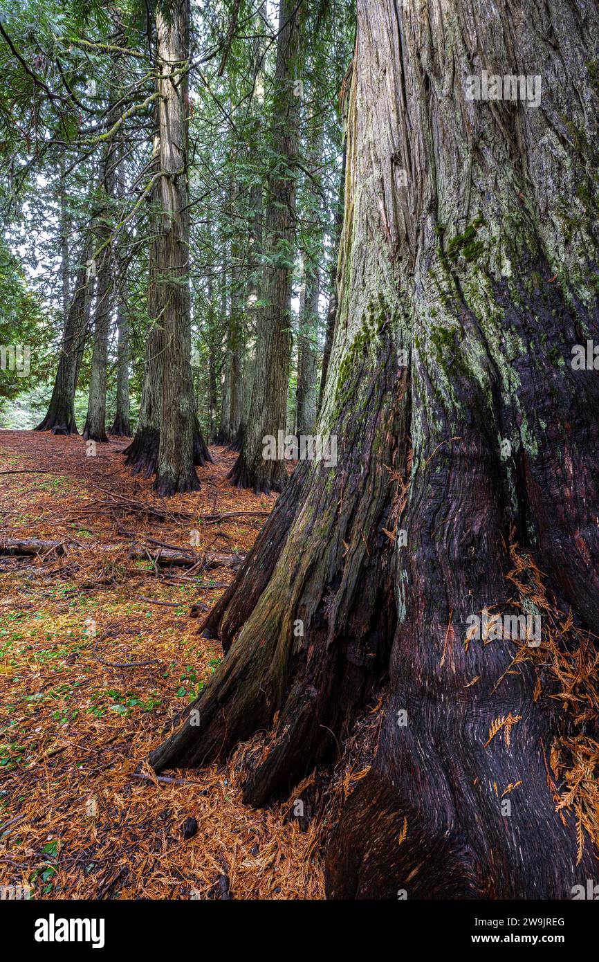 Cedar groove hi-res stock photography and images - Alamy