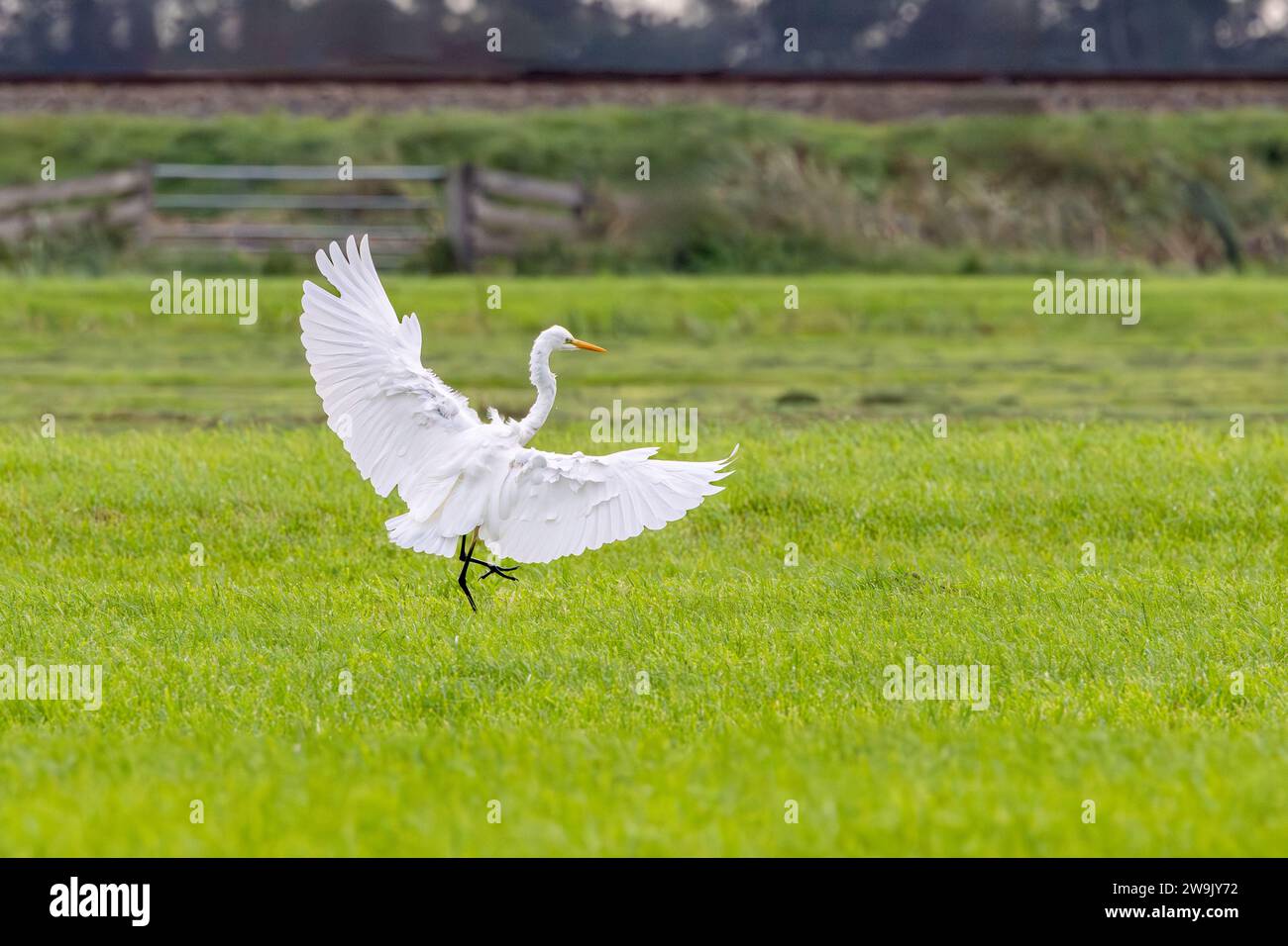 Dutch farm landscape with green meadow in the Zaanse Rietveld nature ...