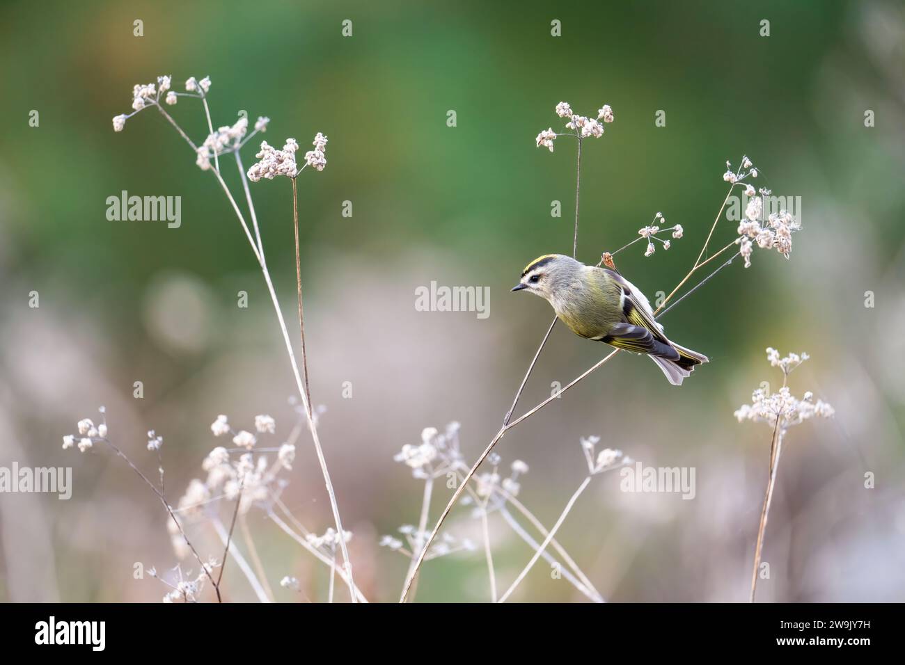 A migrating golden-crowned kinglet on a dead weed in autumn at Col ...