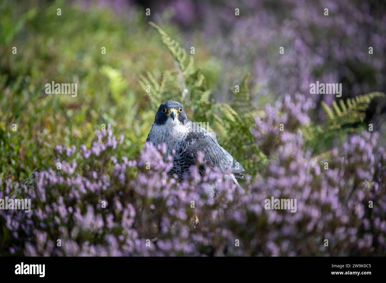 Peregrine falcon Falco peregrinus renowned for its strong hunting ...