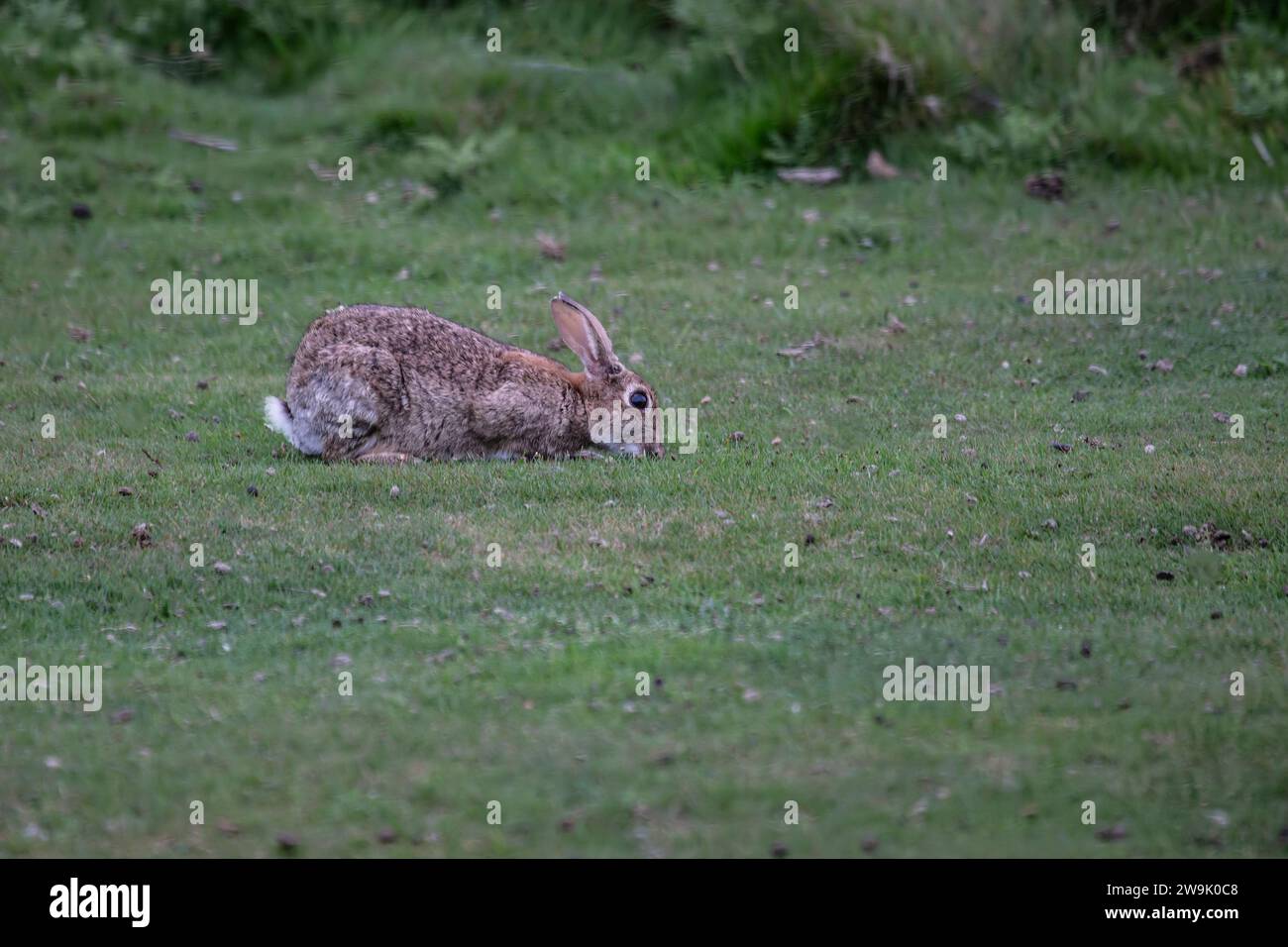 Single adult wild rabbit Oryctolagus cuniculus in profile Stock Photo ...