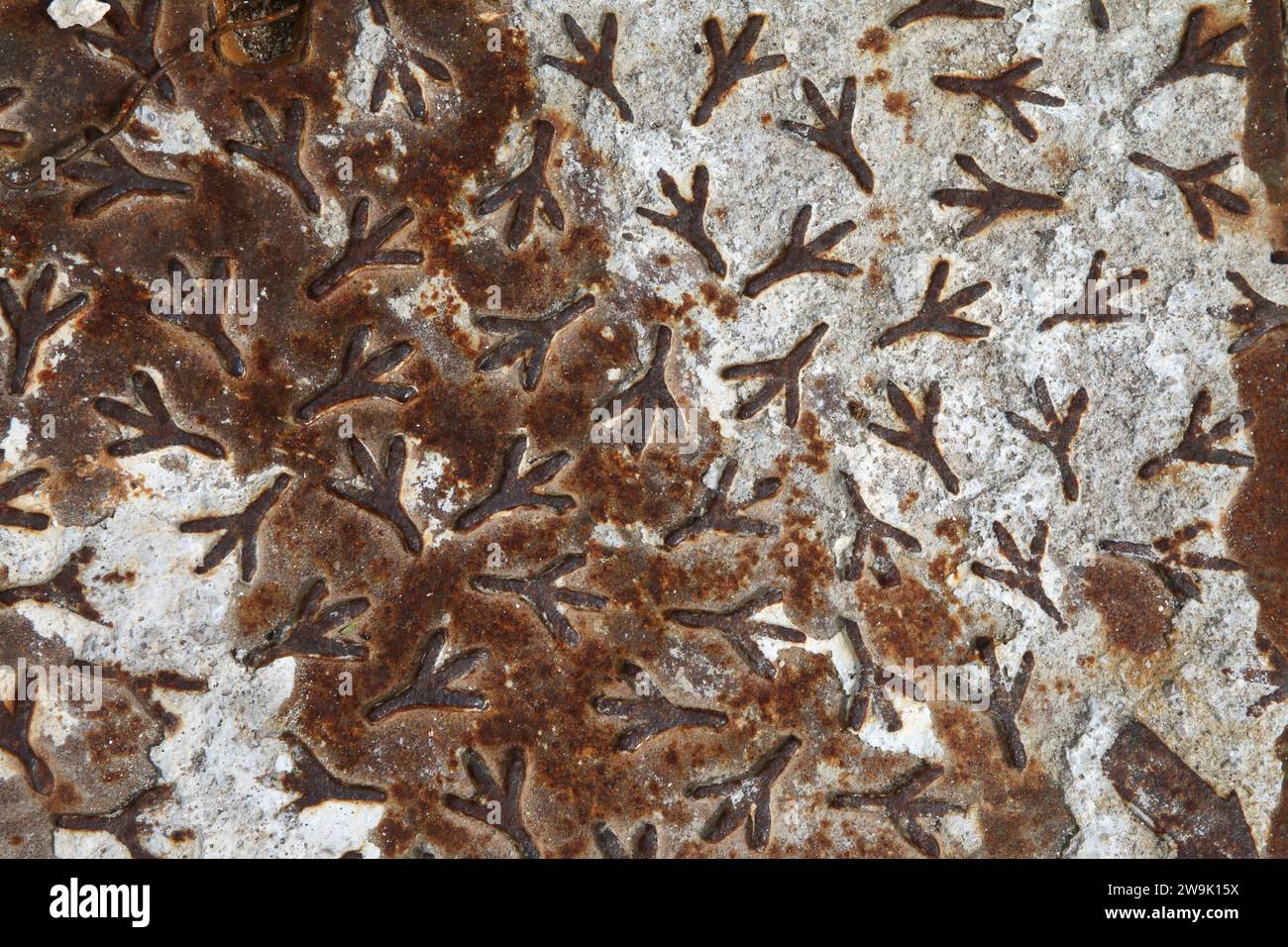 Patterns Of Bird Tracks Stock Photo - Alamy