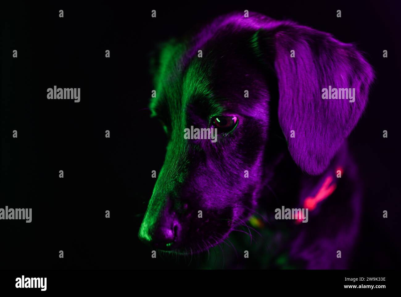 A black puppu in the studio Stock Photo - Alamy