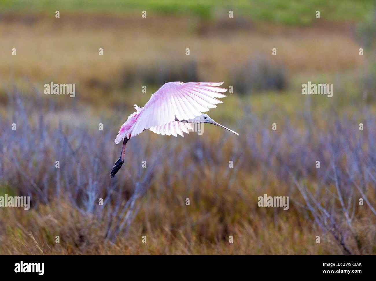 Roseate Spoonbill Juvenile Landing Stock Photo - Alamy