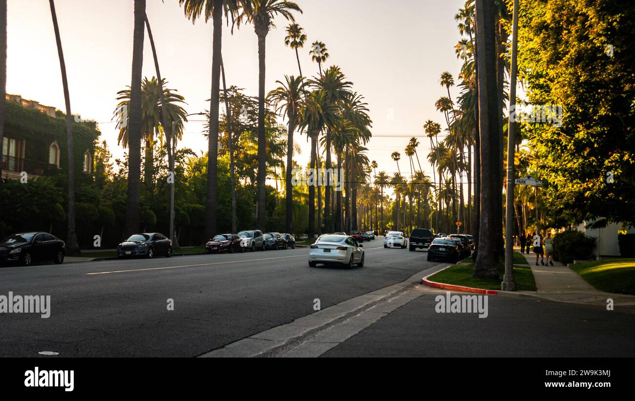 Cars driving under palm trees in Beverly Hills, Los Angeles, California ...