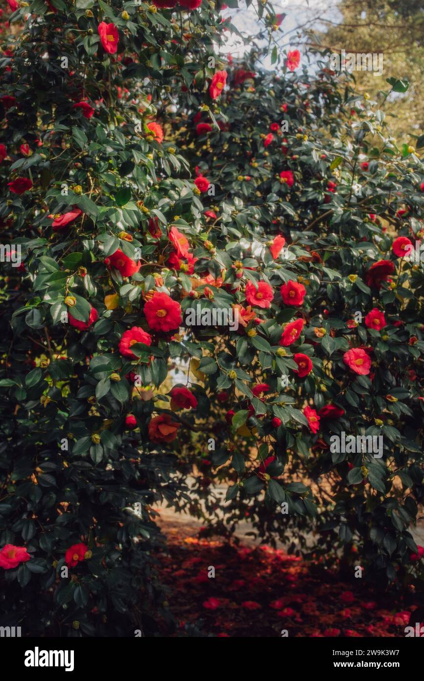 pink and yellow camellia japonica flowers, Arboretum, Seattle Stock ...