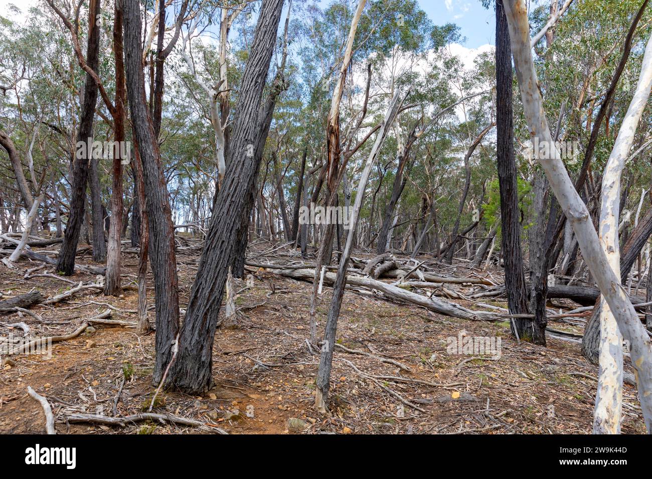 Australian bush fallen gum trees in the landscape near Blue Mountains ...