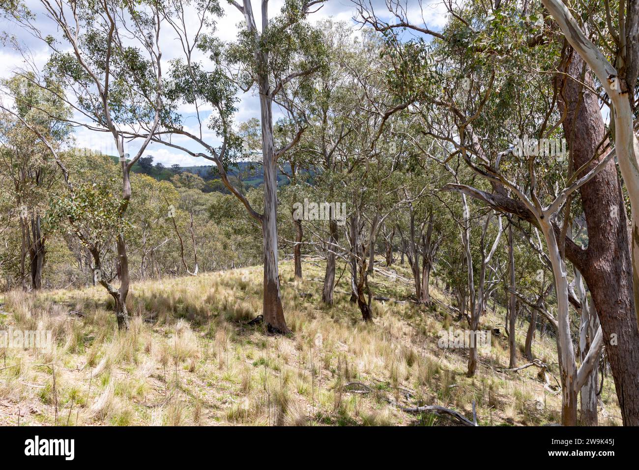 Australian nature hi-res stock photography and images - Alamy