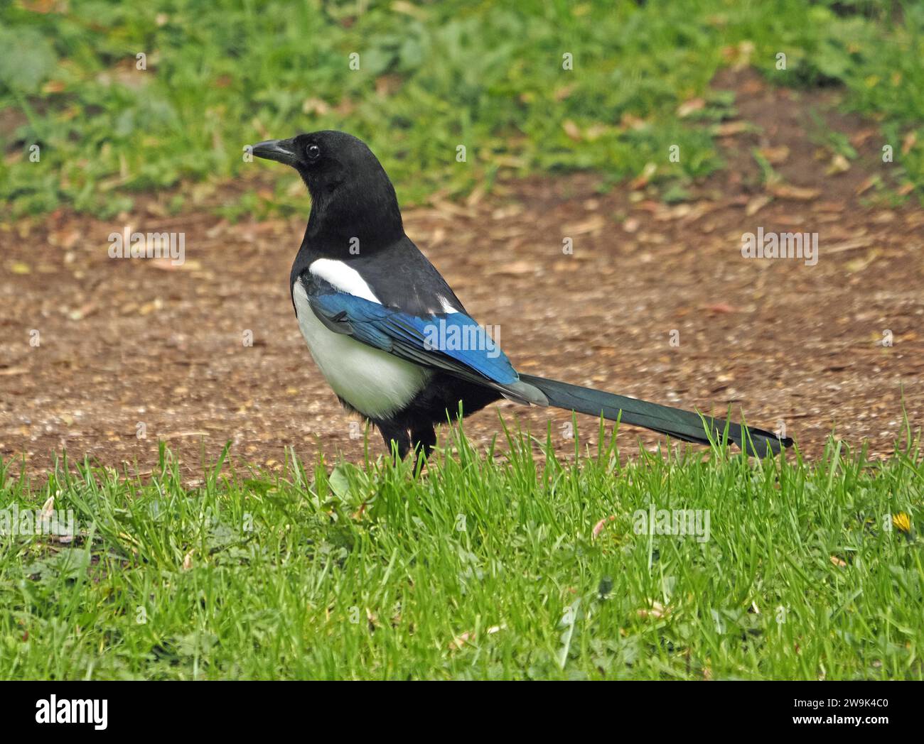 Eurasian magpie or common magpie (pica pica) with iridescent plumage ...