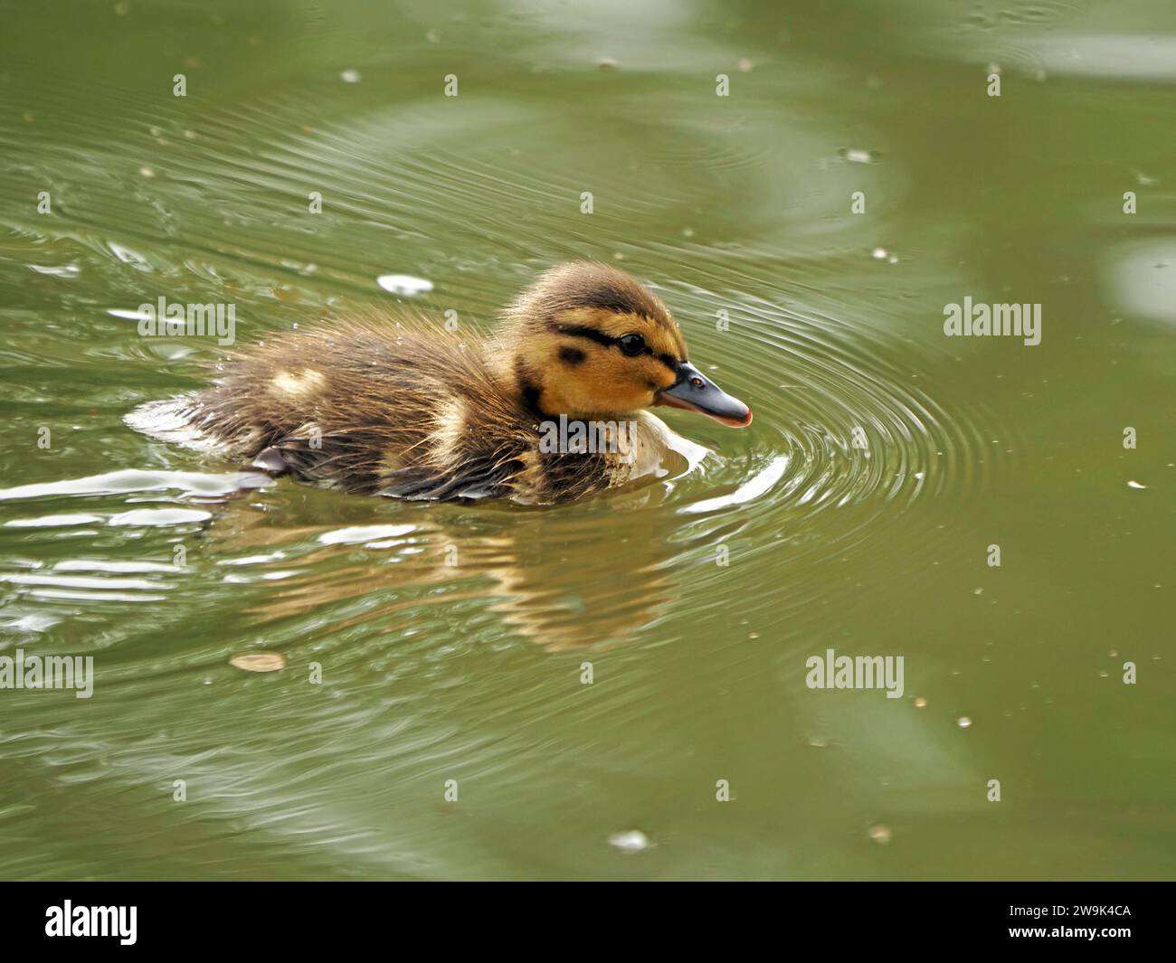 cute fluffy Mallard duckling (Anas platyrhynchos) making ripples in ...