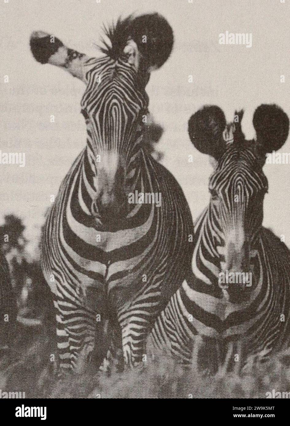 Zebra, common in the savanna regions of central and southern Zaire ZNTO ...