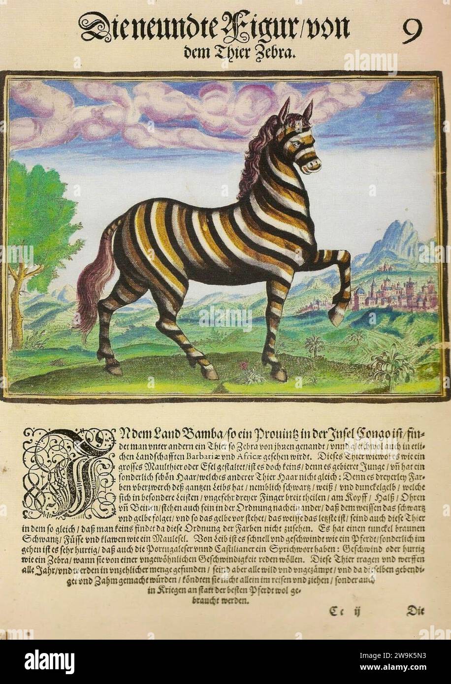 Zebra regnum congo hi-res stock photography and images - Alamy