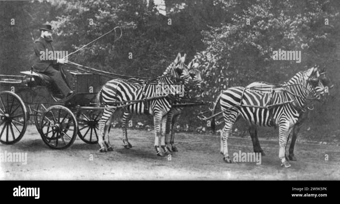 Zebres Lionel Walter Rothschild Stock Photo - Alamy