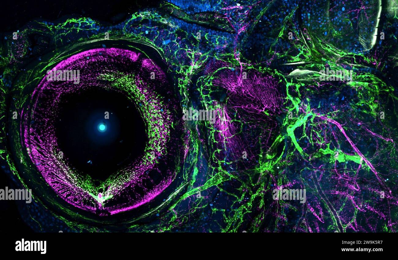 Zebrafish Blood and Lymphatic Vessels (49949760521 Stock Photo - Alamy