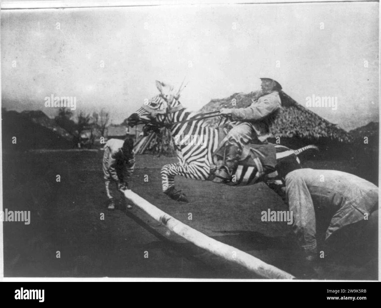 Tame zebra hi-res stock photography and images - Alamy