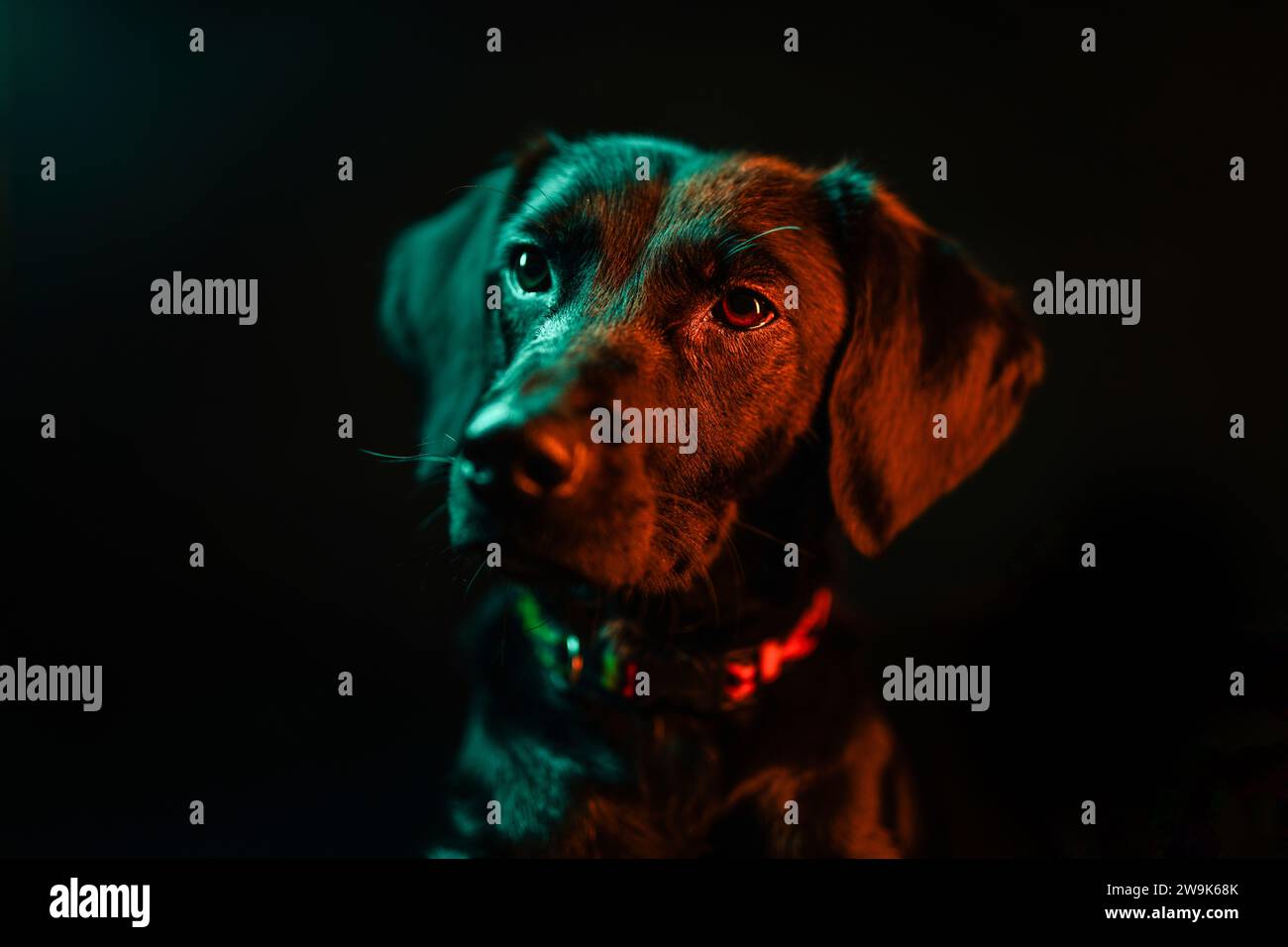 A black dog in colorful lights Stock Photo - Alamy