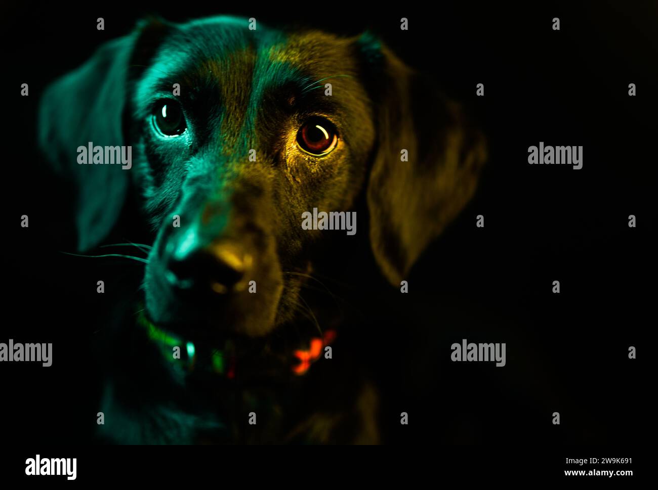 A black dog in colorful lights Stock Photo - Alamy