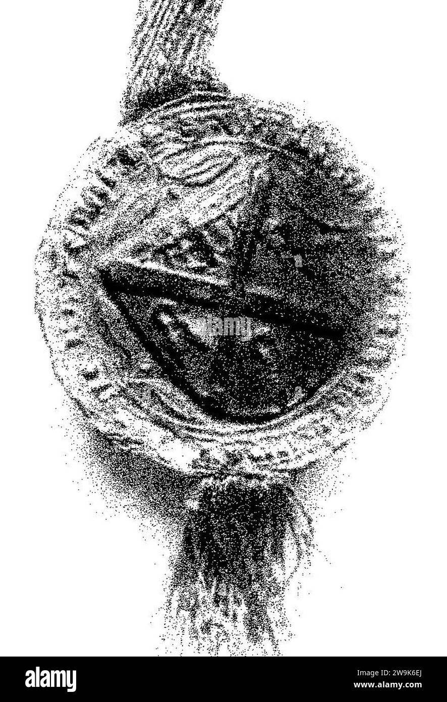 Zegel van Willem van Bronkhorst, heer van Batenburg (oork. 1318 Stock ...