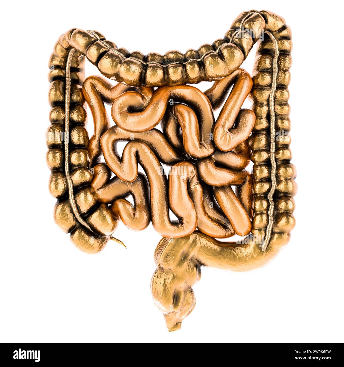 Golden Human intestines, 3D rendering isolated on white background ...