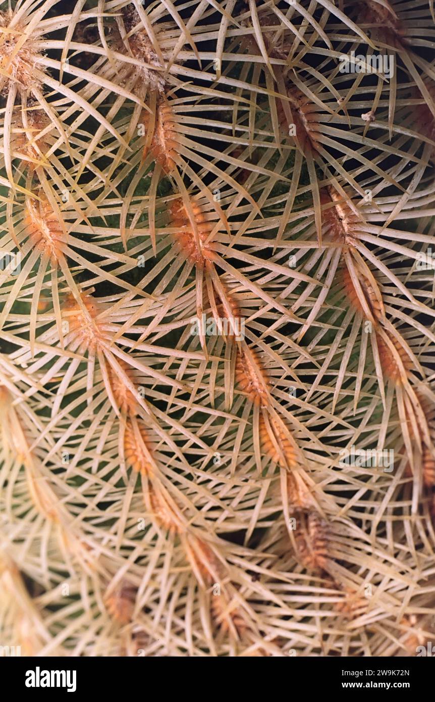 Unusual cactus thorns. Echinocereus pectinatus, Cactaceae. Ornamental ...