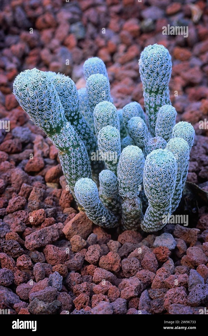 Turbinicarpus krainzianus fo. minima, Cactaceae. Ornamental succulent ...