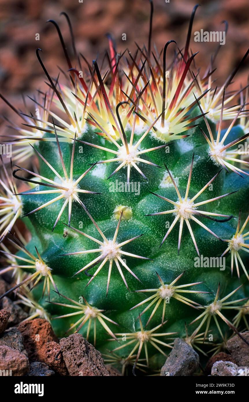 Mammillaria blossfeldiana, Cactaceae. Ornamental succulent plant ...
