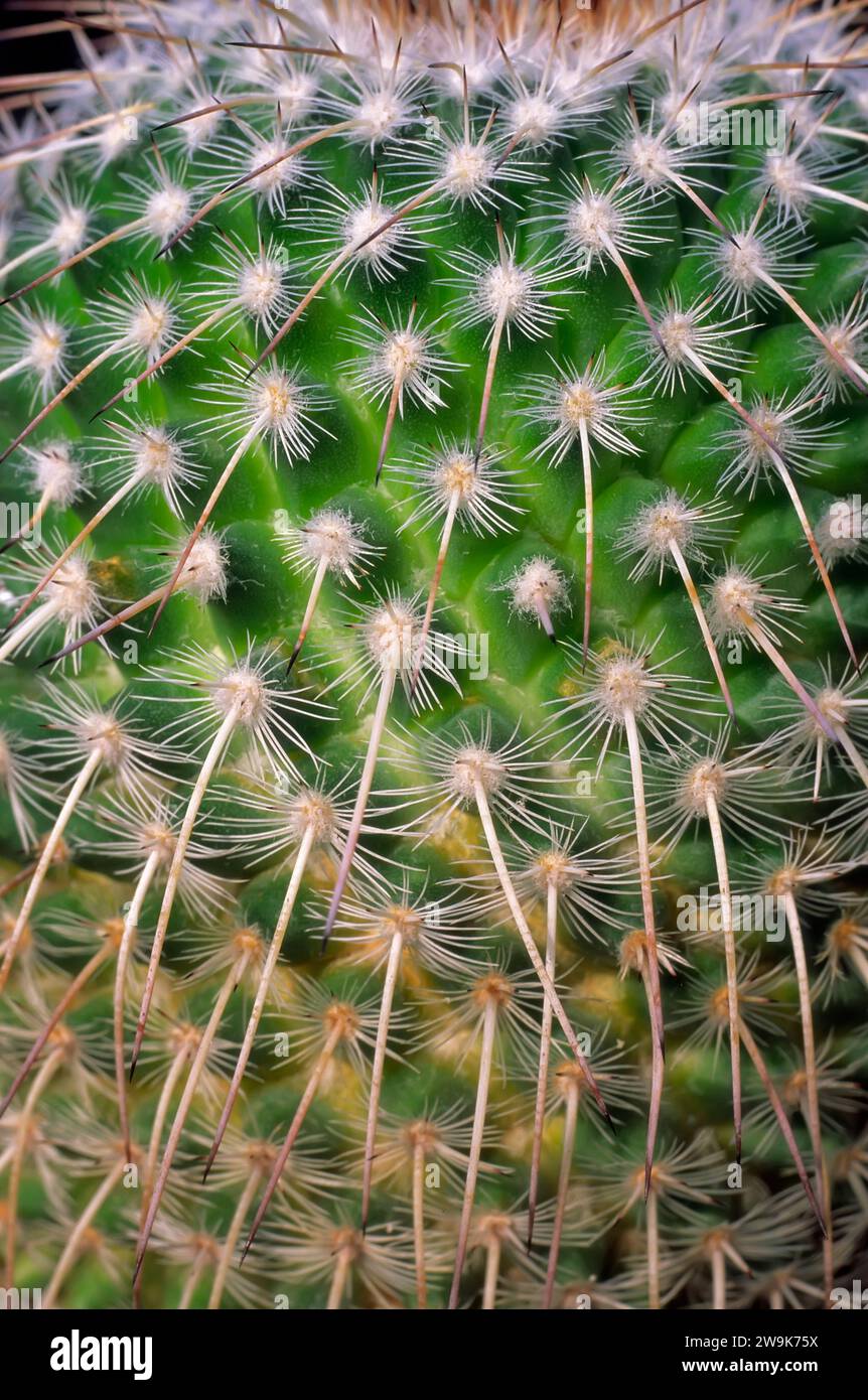 Unusual cactus thorns. Mammillaria parkinsonii, Cactaceae. Ornamental ...