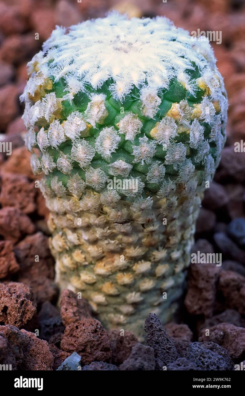 Turbinicarpus valdezianus, Cactaceae. Ornamental succulent plant ...