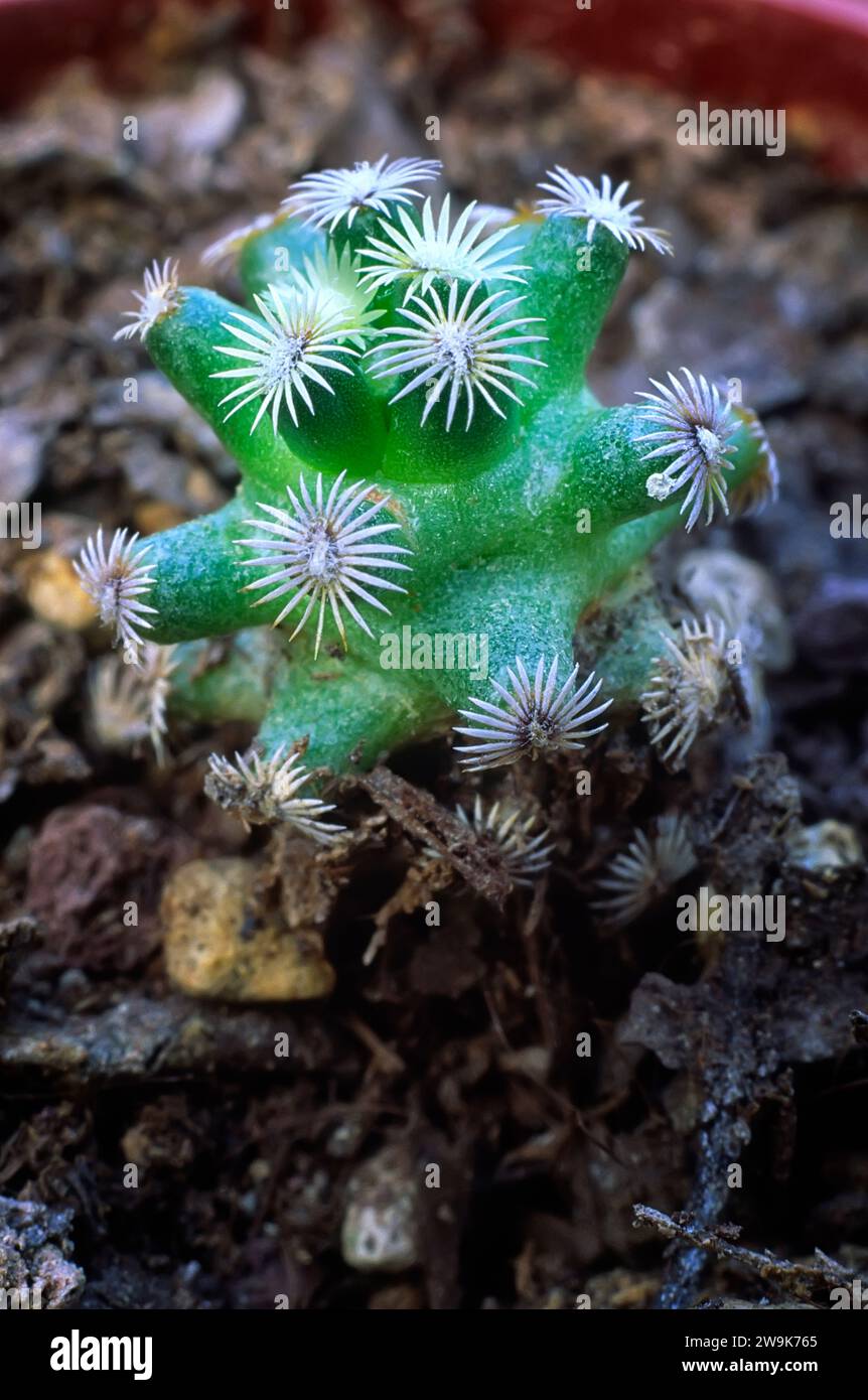 Mammillaria hernandezii, Cactaceae. Ornamental succulent plant ...