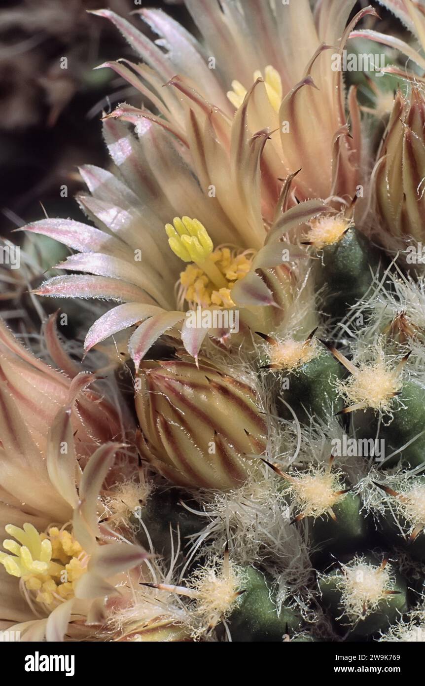 Mammillaria karwinskiana, Cactaceae. Ornamental succulent plant ...