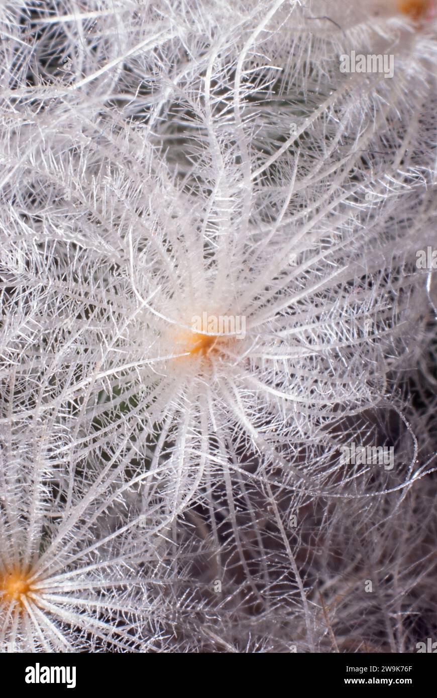 Unusual cactus thorns. Mammillaria plumosa, Cactaceae. Ornamental ...