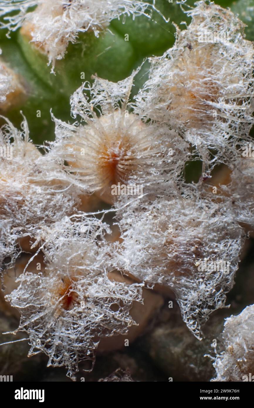 Unusual cactus thorns. Mammillaria teresae, Cactaceae. Ornamental ...