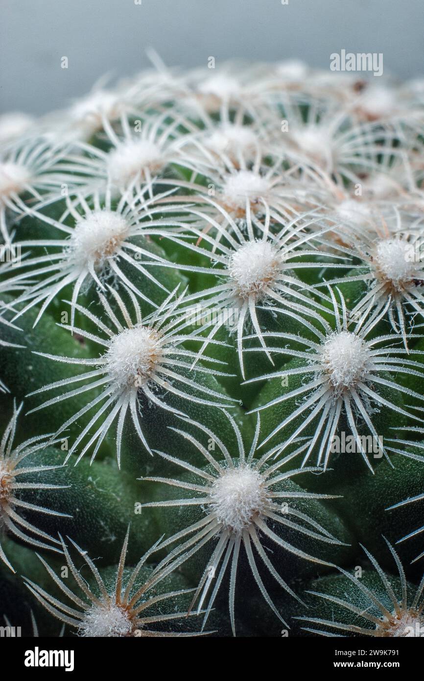 Unusual cactus thorns. Mammillaria deherdtiana, Cactaceae. Ornamental ...