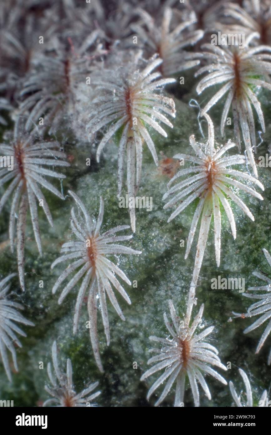 Epithelantha unguispina hi-res stock photography and images - Alamy