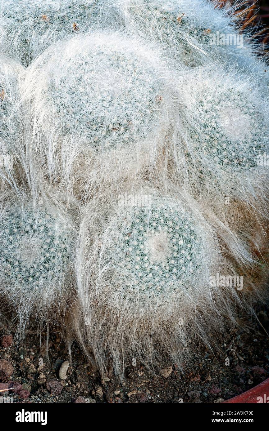Mammillaria hahniana, Cactaceae. Ornamental succulent plant. rare ...