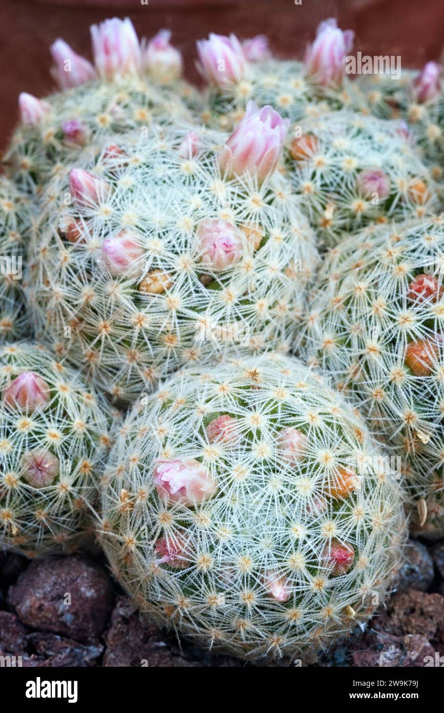 Mammillaria giselae, Cactaceae. Ornamental succulent plant. rare cactus ...