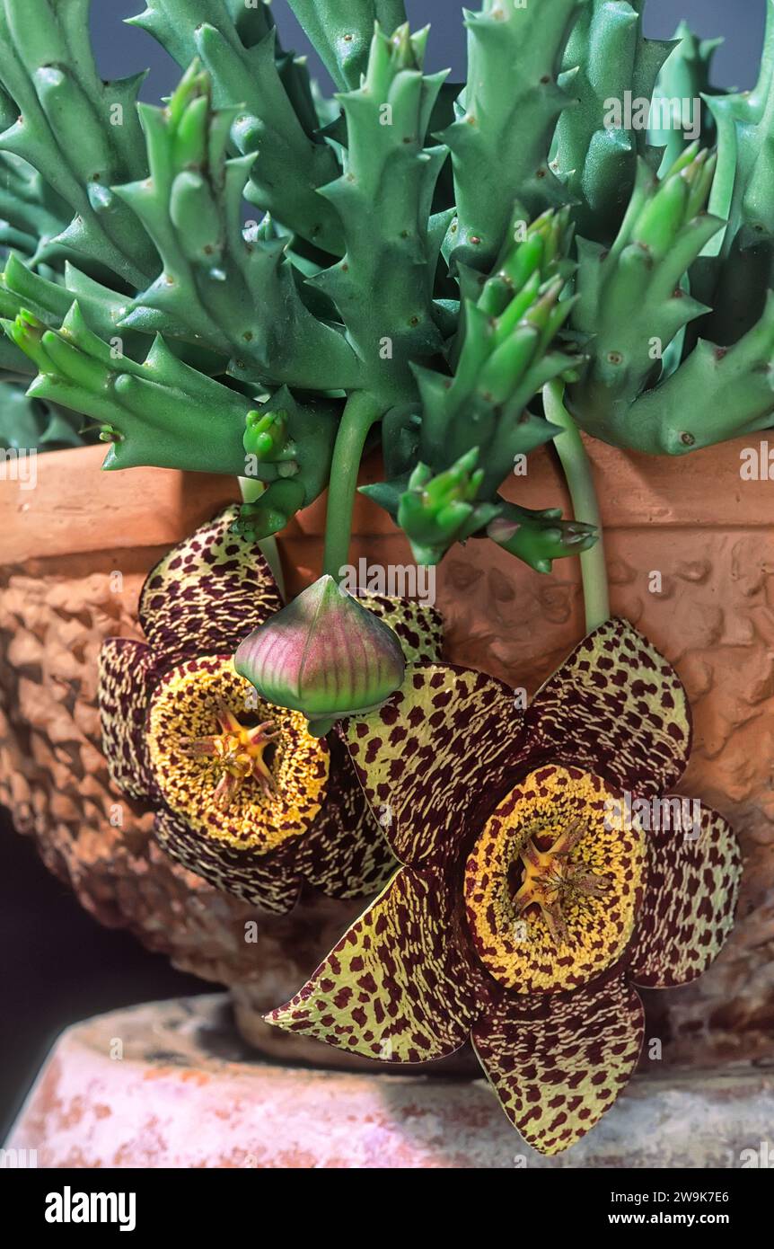 Orbea variegata, Apocynaceae. Ornamental succulent plant. rare herb of ...