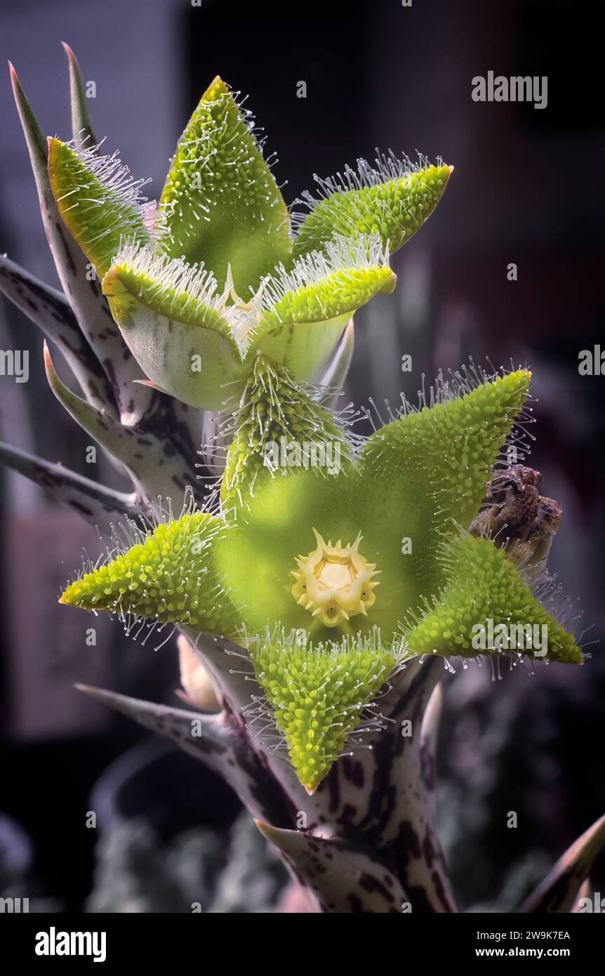 Caralluma circes, Apocynaceae. Ornamental succulent plant. rare herb of ...