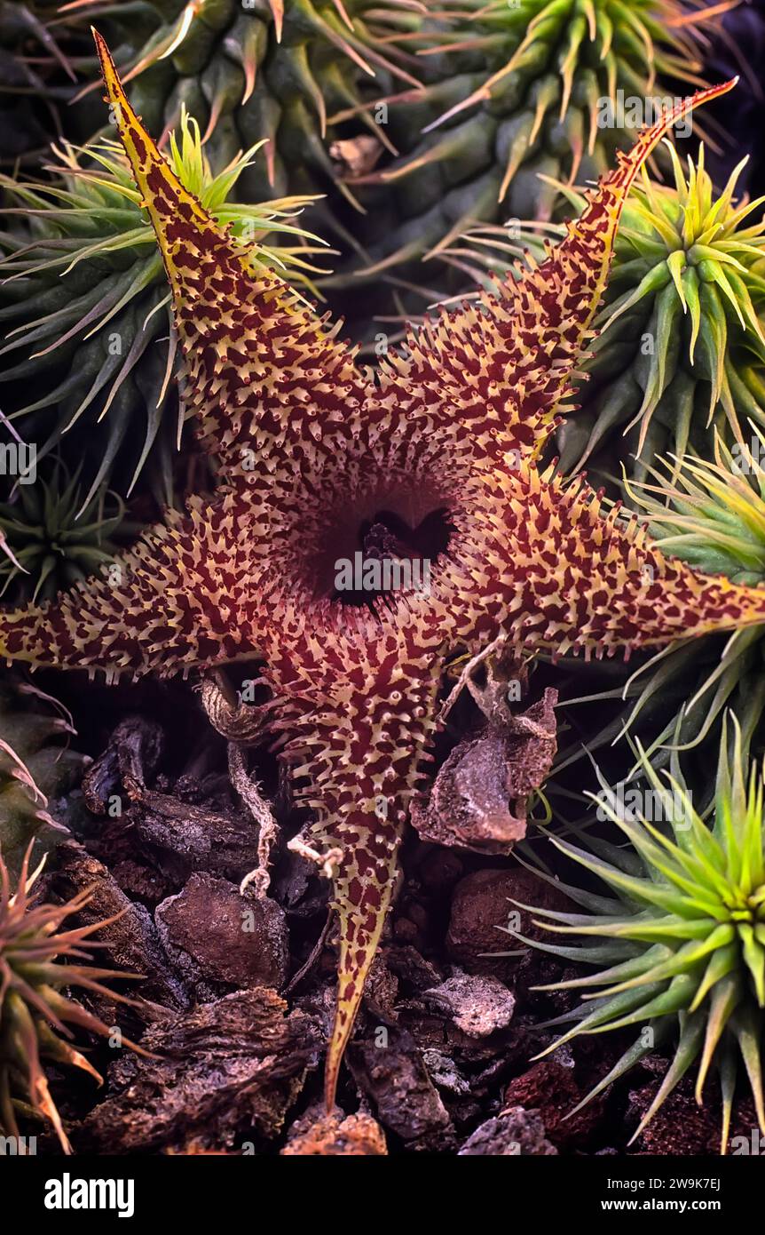 Huernia pillansii, Apocynaceae. Ornamental succulent plant. rare herb ...